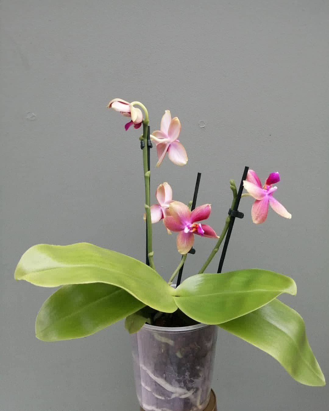 Phalaenopsis Sweet Memory 'Liodoro' - Hybrider - ORCHIDE-GARTNERIET V ...